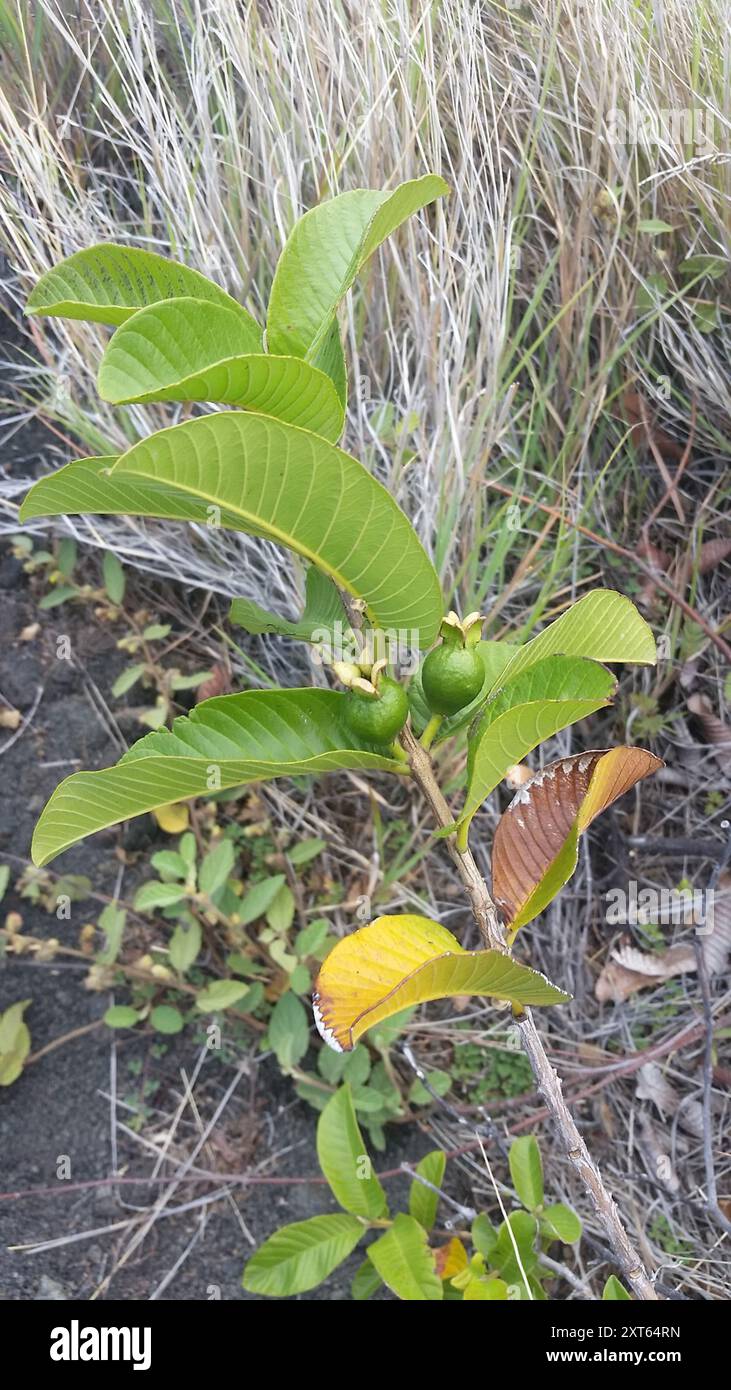 Common guava (Psidium guajava) Plantae Stock Photo - Alamy
