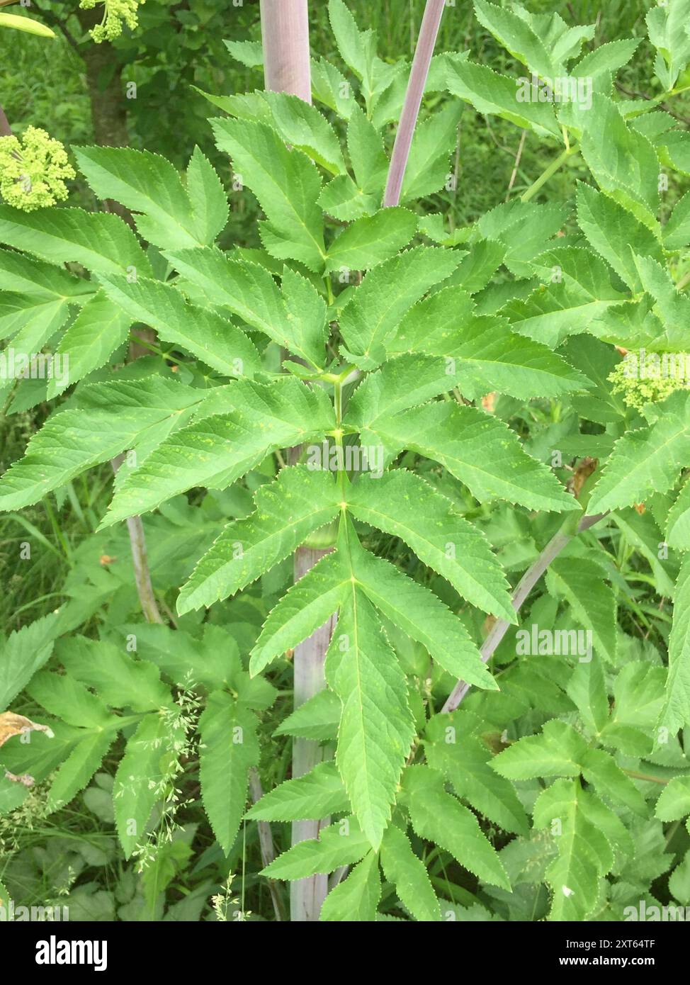 purple-stemmed angelica (Angelica atropurpurea) Plantae Stock Photo - Alamy
