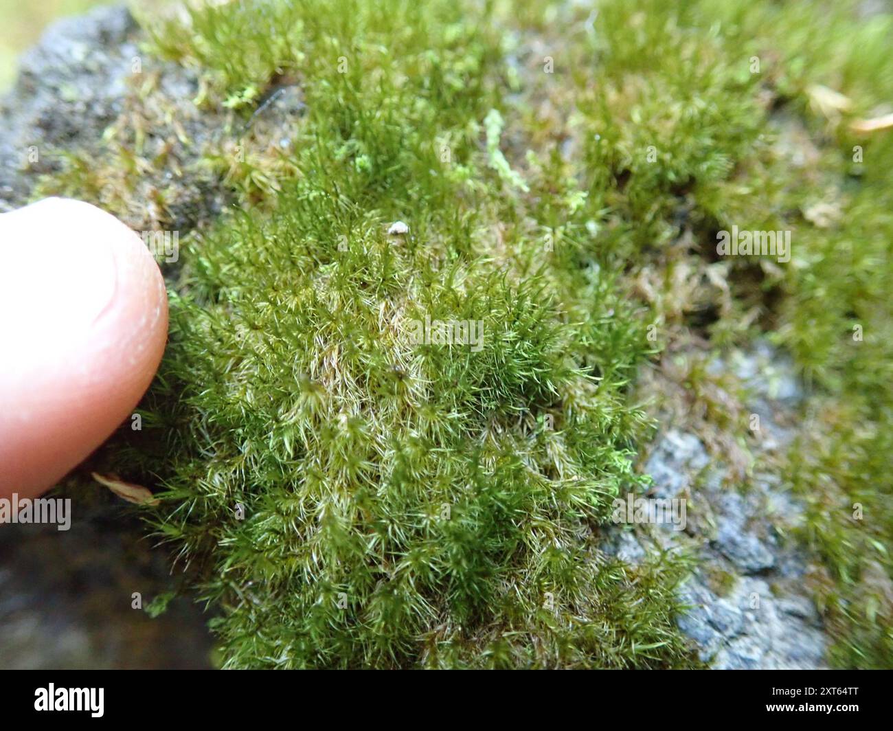 Sharp-leaved Blindia (Blindia acuta) Plantae Stock Photo - Alamy