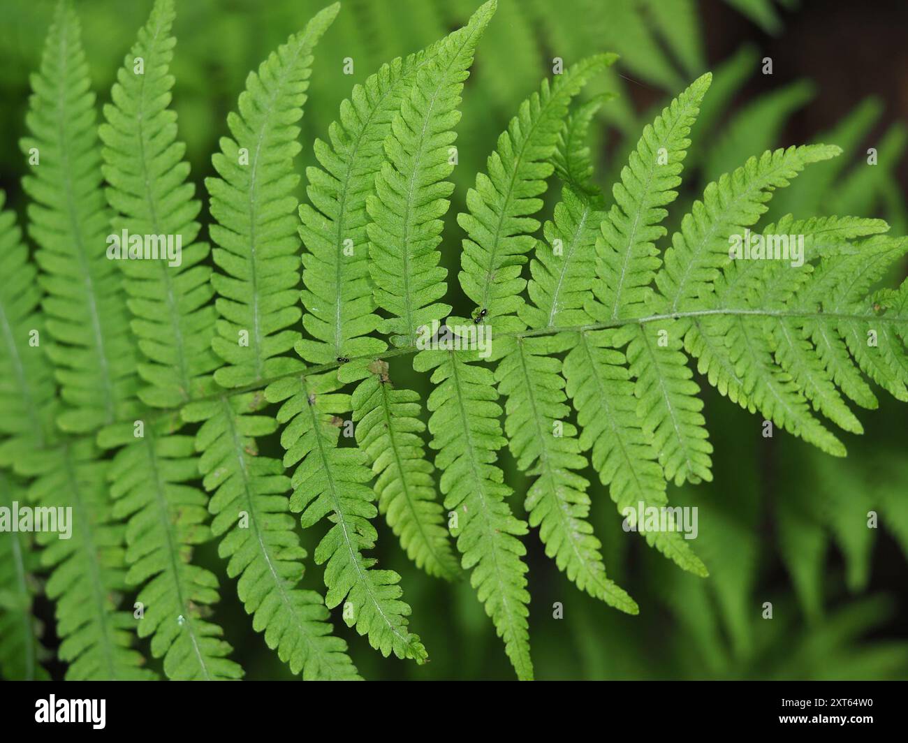 New York fern (Amauropelta noveboracensis) Plantae Stock Photo - Alamy
