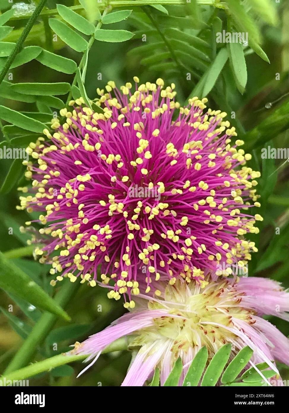 Roemer's sensitive briar (Mimosa quadrivalvis platycarpa) Plantae Stock ...