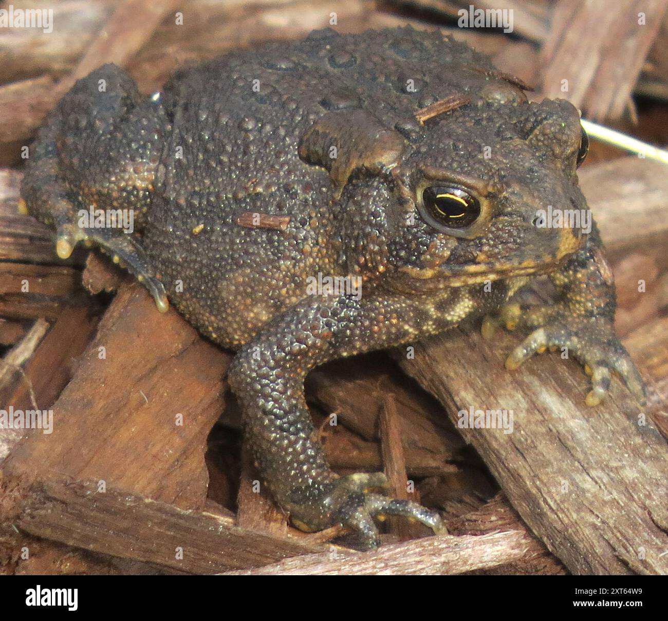 American Toad (Anaxyrus americanus) Amphibia Stock Photo - Alamy