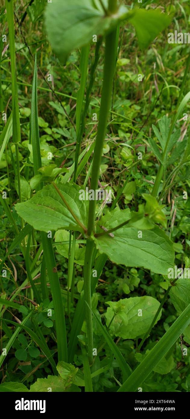 seep monkeyflower (Erythranthe guttata) Plantae Stock Photo - Alamy