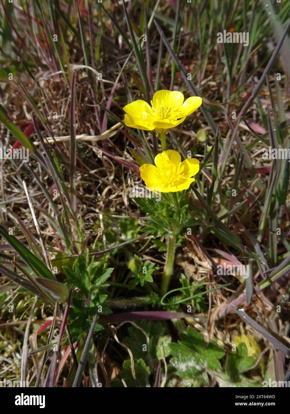 bulbous buttercup (Ranunculus bulbosus) Plantae Stock Photo - Alamy