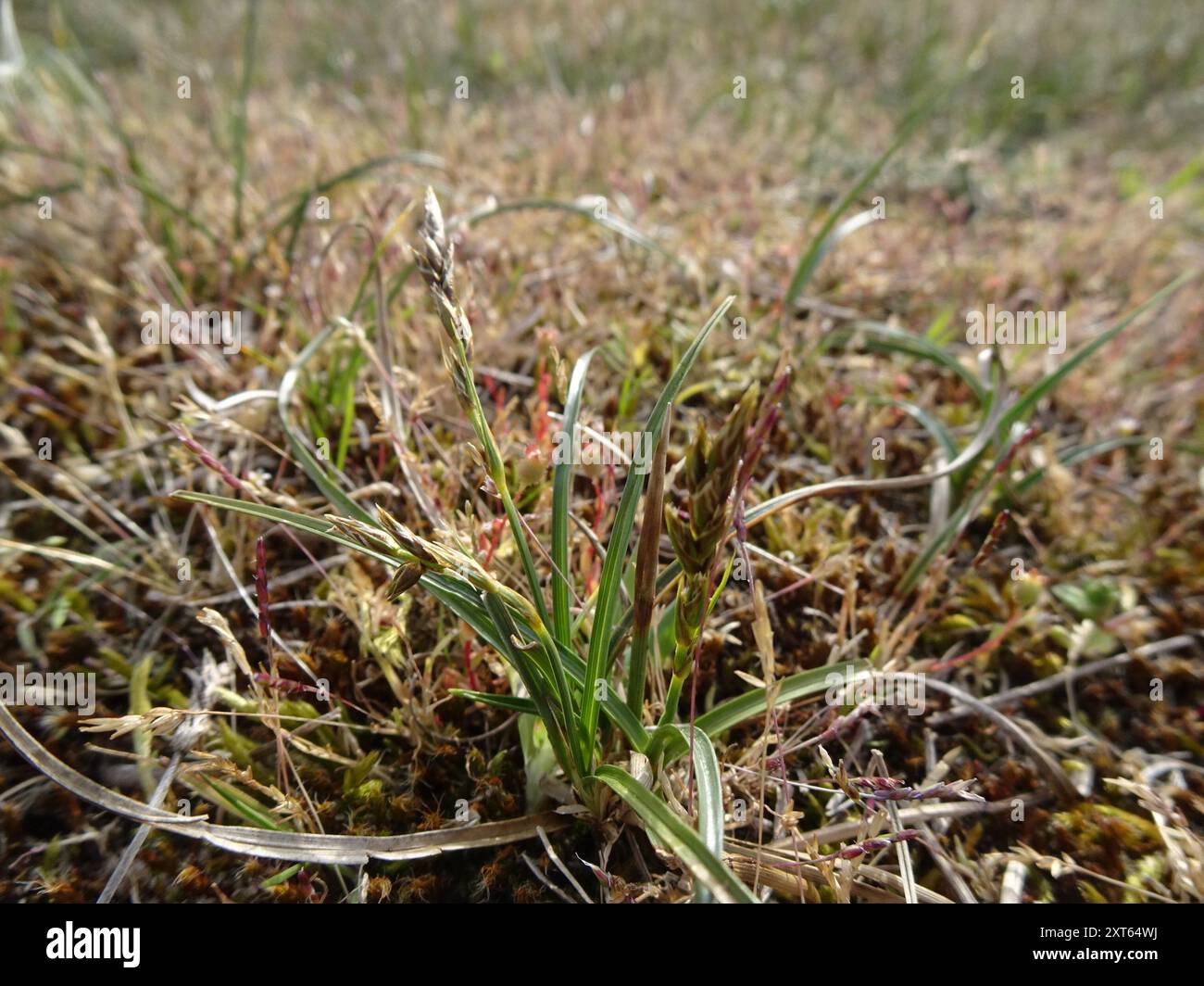 sand sedge (Carex arenaria) Plantae Stock Photo - Alamy