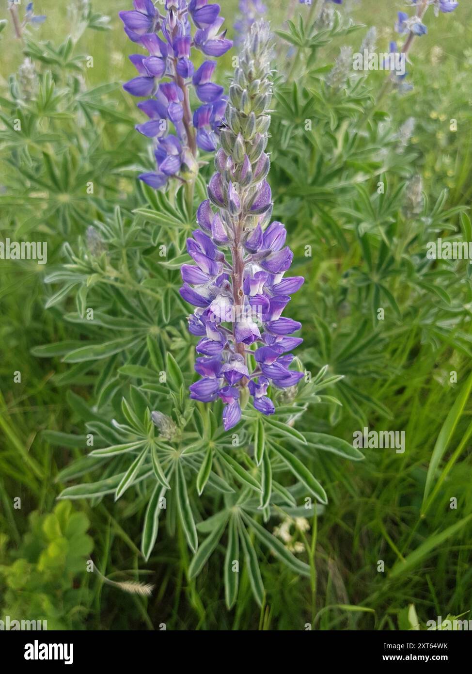 Silky Lupine (Lupinus sericeus) Plantae Stock Photo - Alamy