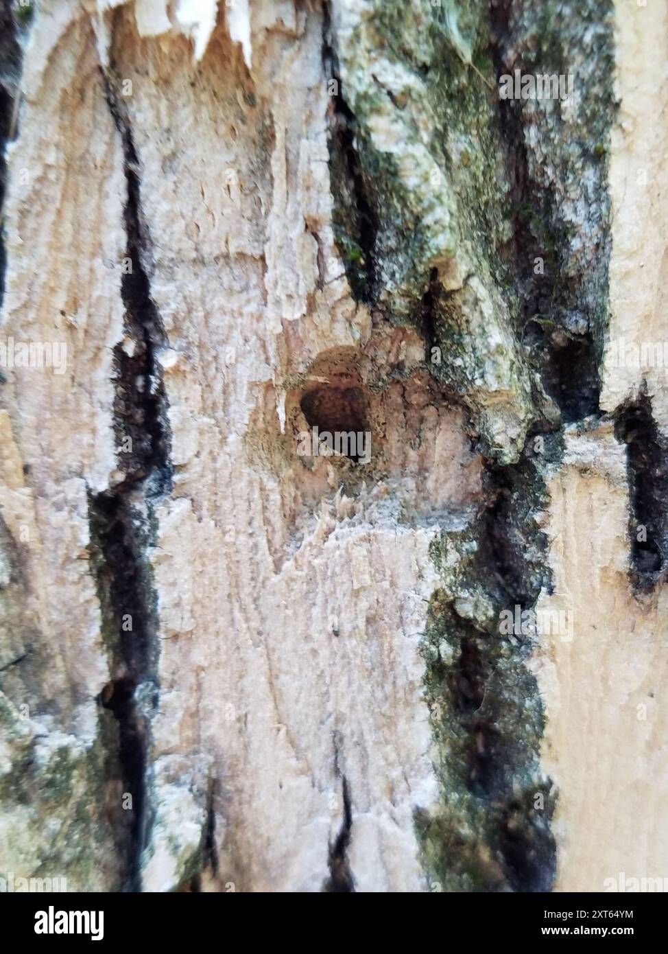 Emerald Ash Borer (Agrilus planipennis) Insecta Stock Photo - Alamy