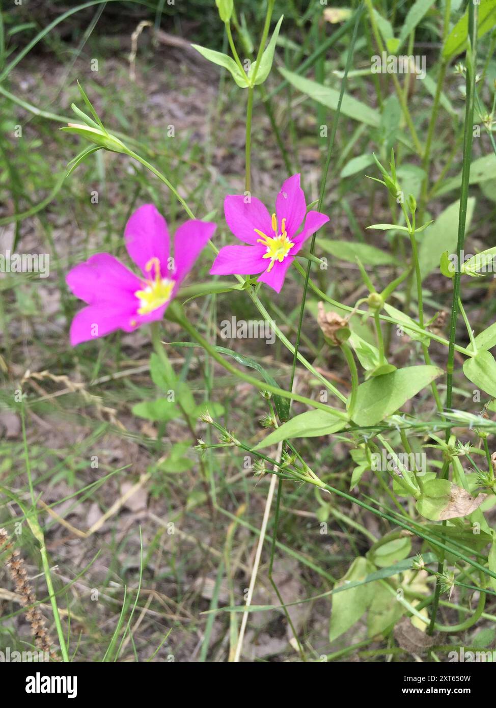 Meadow Pink (Sabatia campestris) Plantae Stock Photo - Alamy