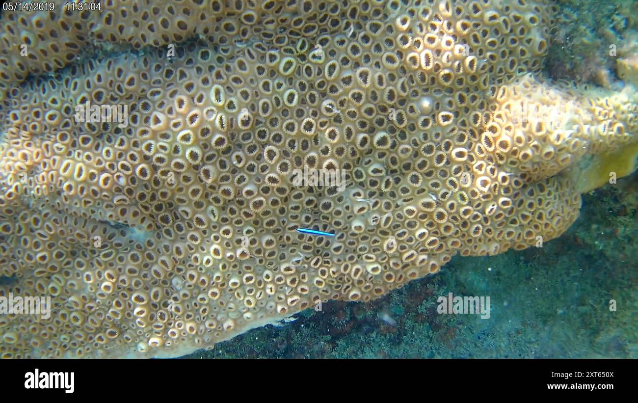 Neon Goby (Elacatinus oceanops) Actinopterygii Stock Photo - Alamy