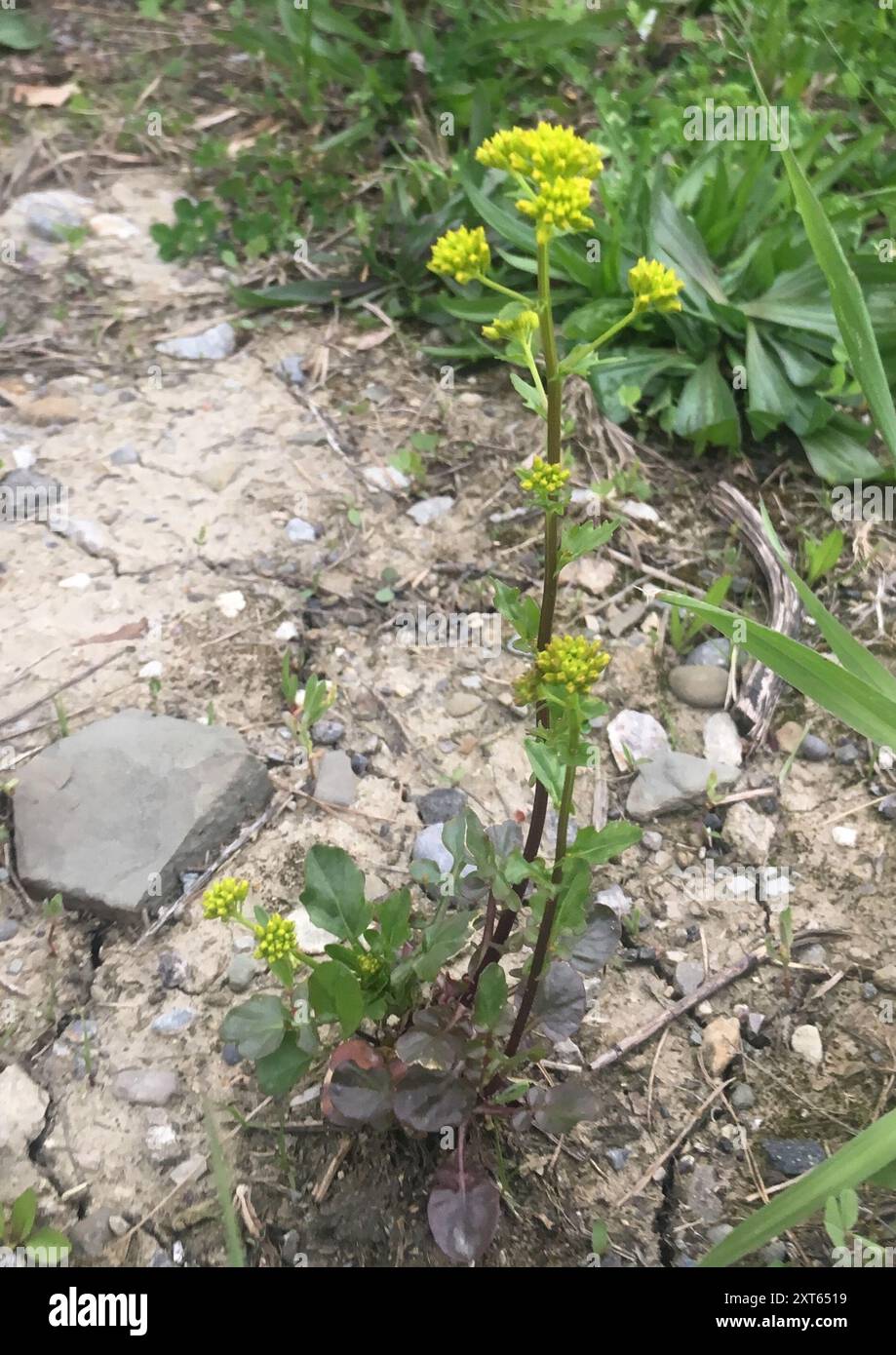 mustard family (Brassicaceae) Plantae Stock Photo - Alamy