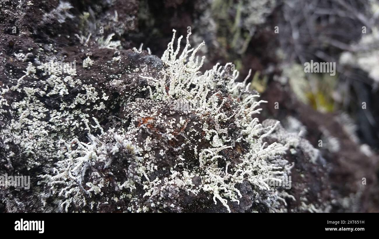 lava-colonizing lichen (Stereocaulon vulcani) Fungi Stock Photo - Alamy