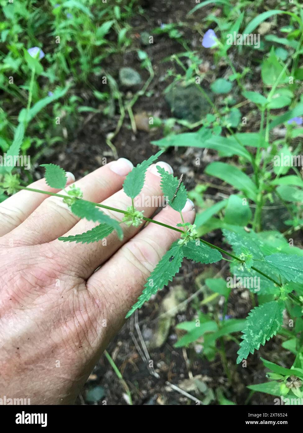 heartleaf nettle (Urtica chamaedryoides) Plantae Stock Photo - Alamy