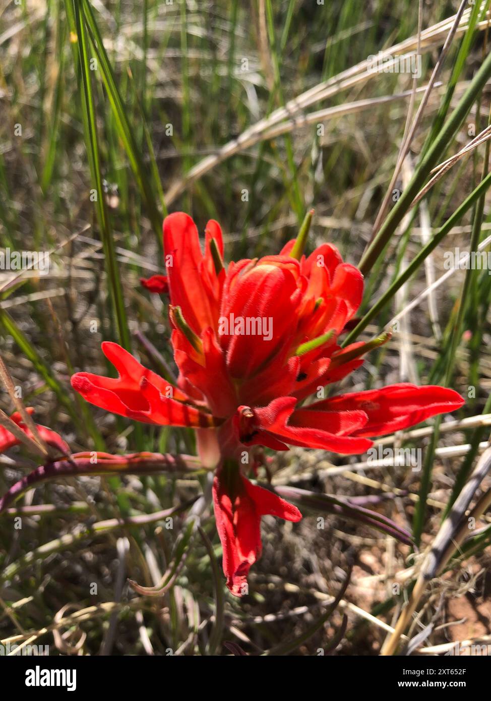 Wholeleaf Paintbrush (Castilleja integra) Plantae Stock Photo - Alamy