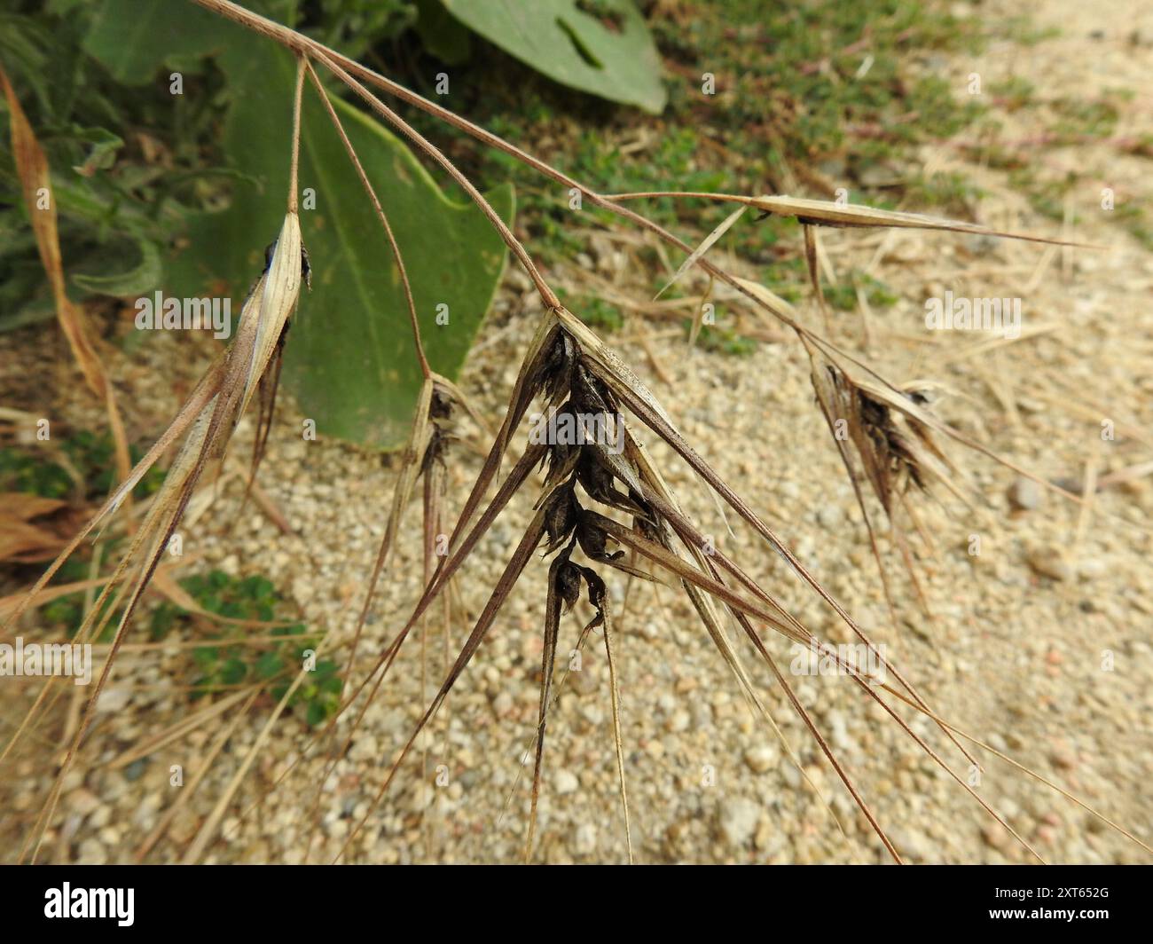 Smut fungi (Ustilaginomycetes) Fungi Stock Photo - Alamy