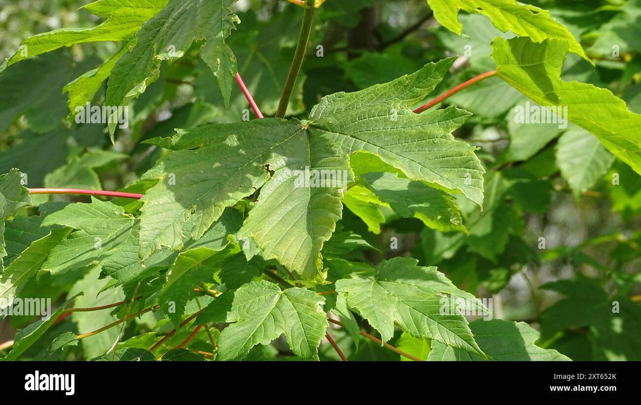 sycamore maple (Acer pseudoplatanus) Plantae Stock Photo - Alamy