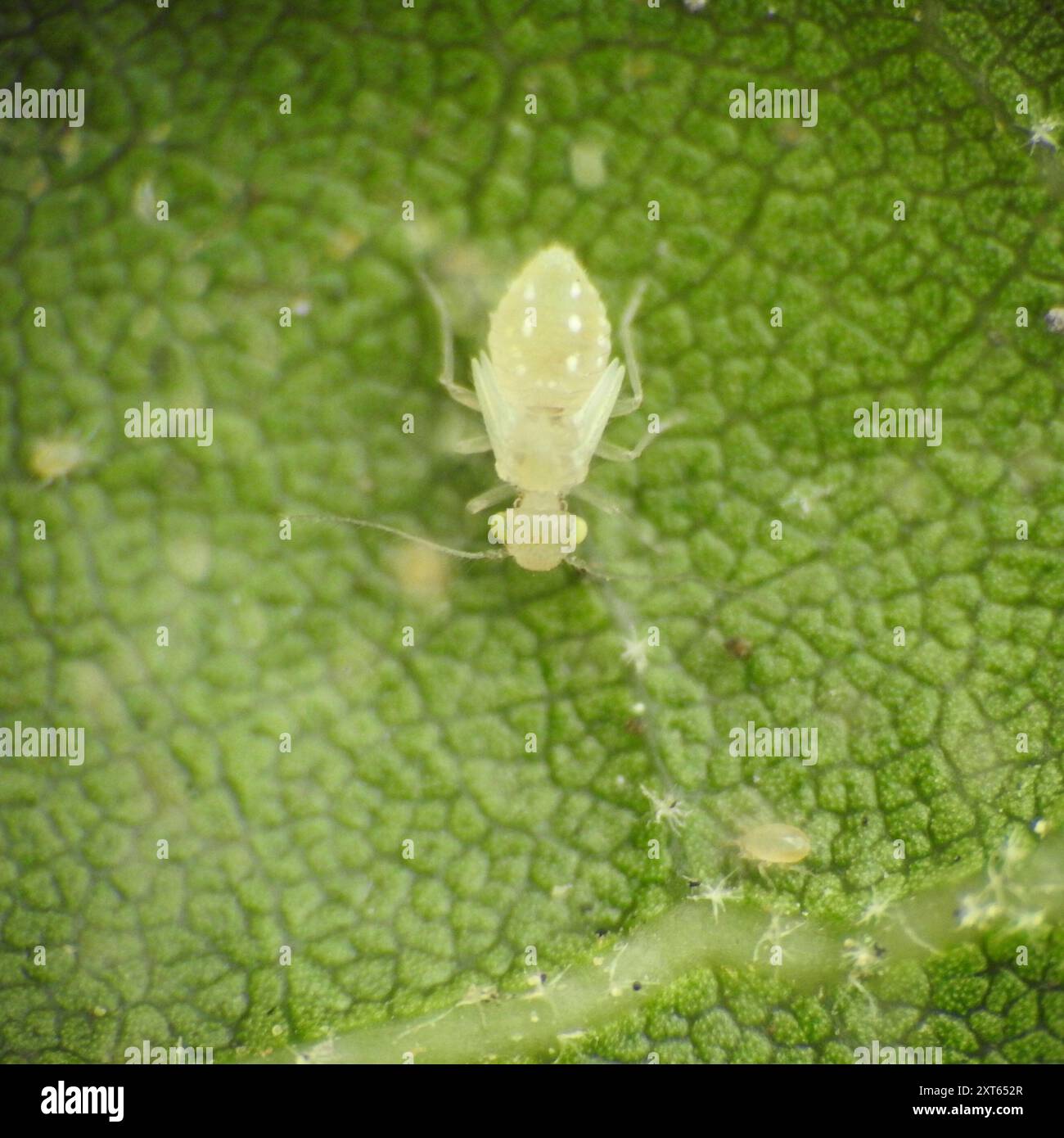 Barklice, Booklice, and Parasitic Lice (Psocodea) Insecta Stock Photo ...