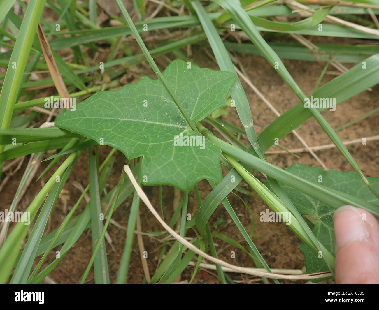 (Solena amplexicaulis) Plantae Stock Photo - Alamy