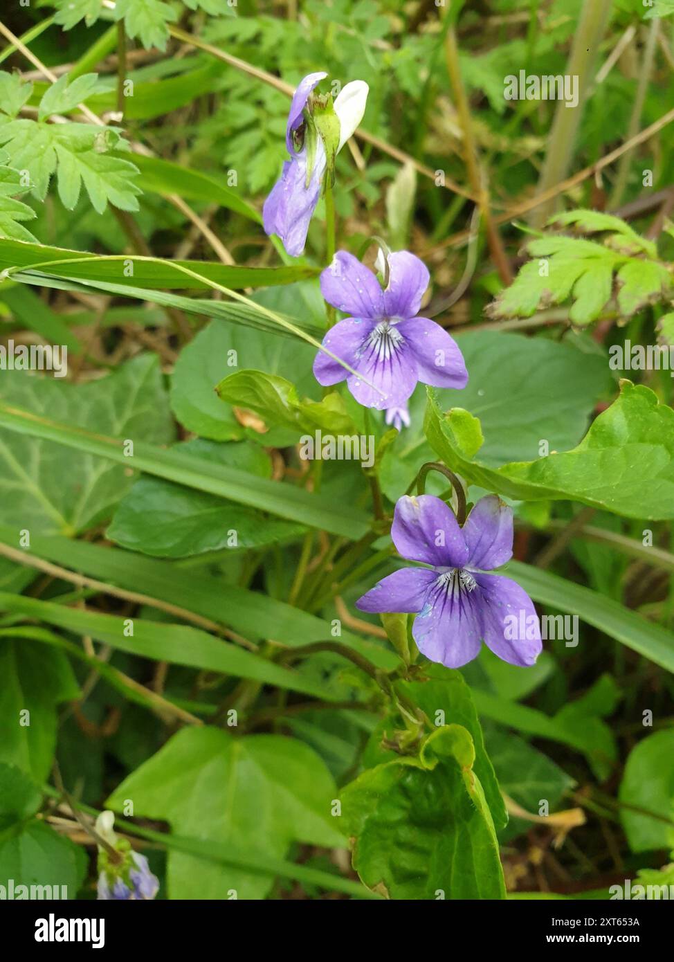 common dog-violet (Viola riviniana) Plantae Stock Photo - Alamy
