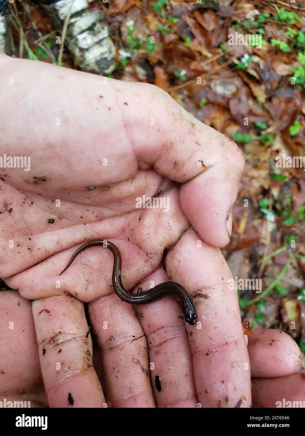 Western Dwarf Salamander (Eurycea paludicola) Amphibia Stock Photo - Alamy