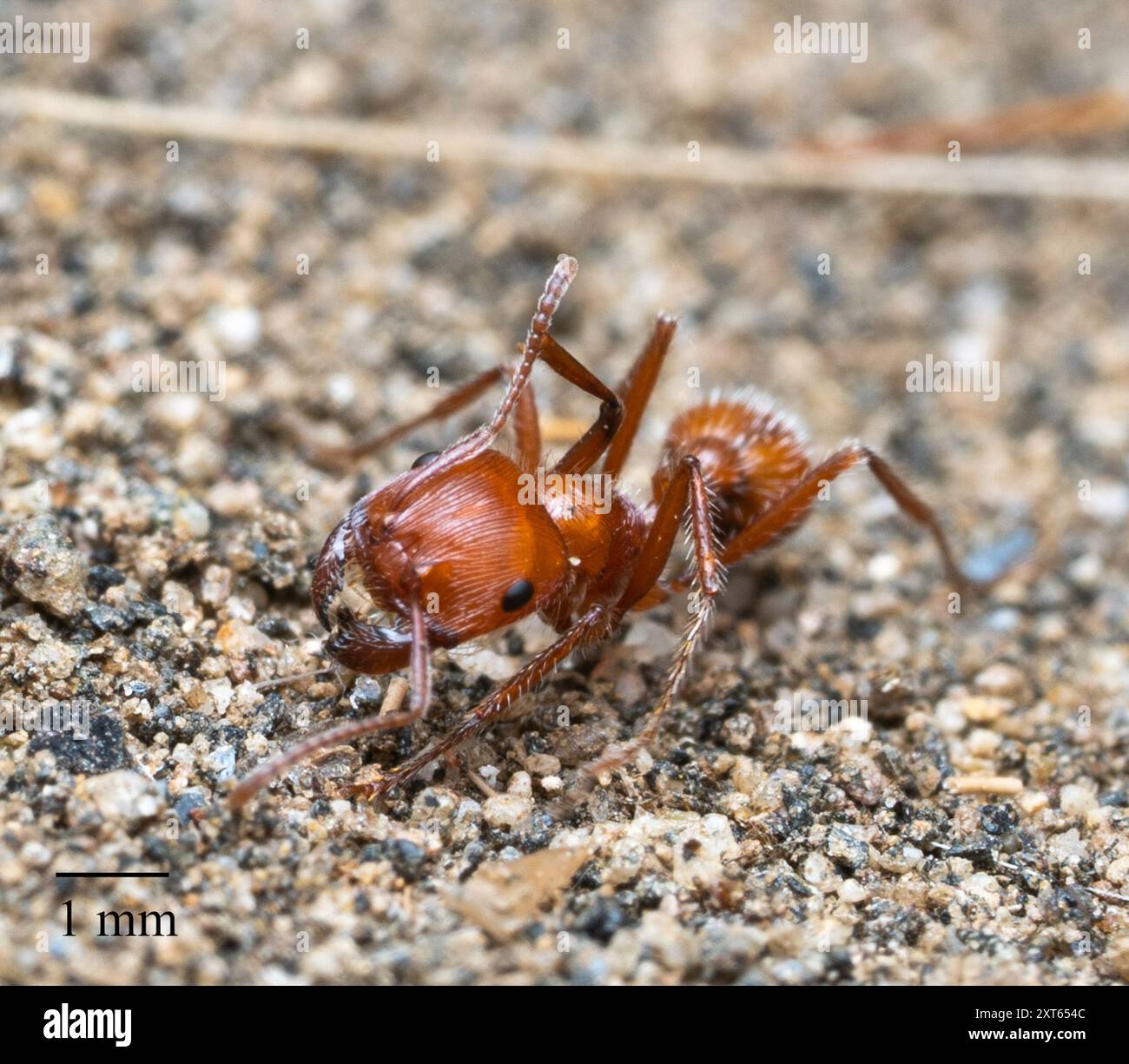 Typical American Harvester Ants (Pogonomyrmex) Insecta Stock Photo - Alamy