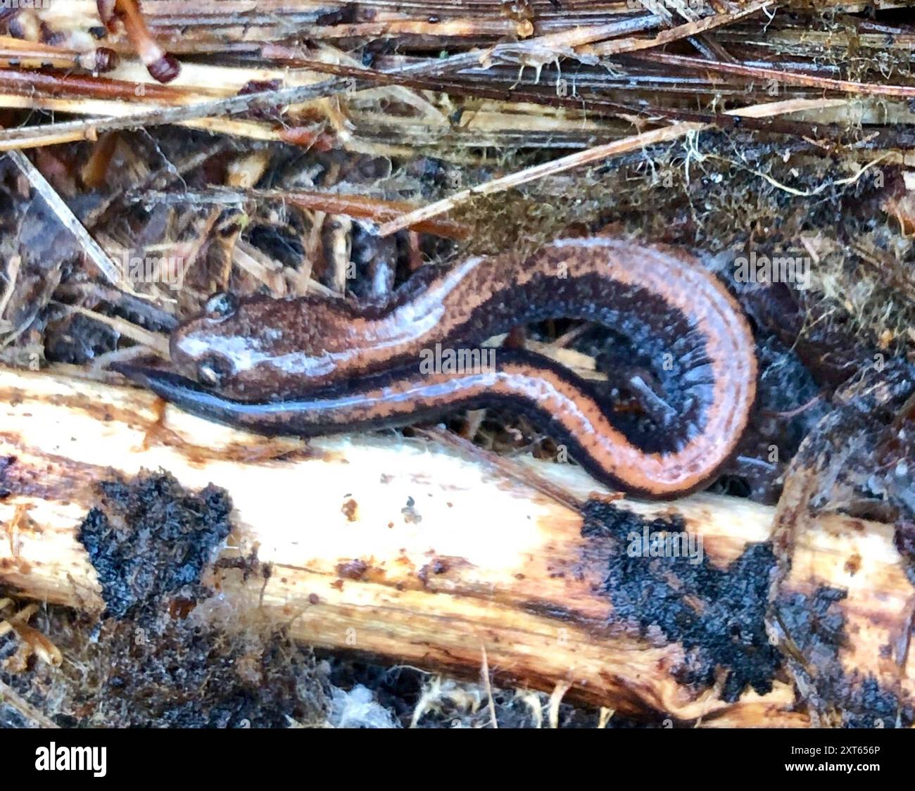 Eastern Red-backed Salamander (Plethodon cinereus) Amphibia Stock Photo ...