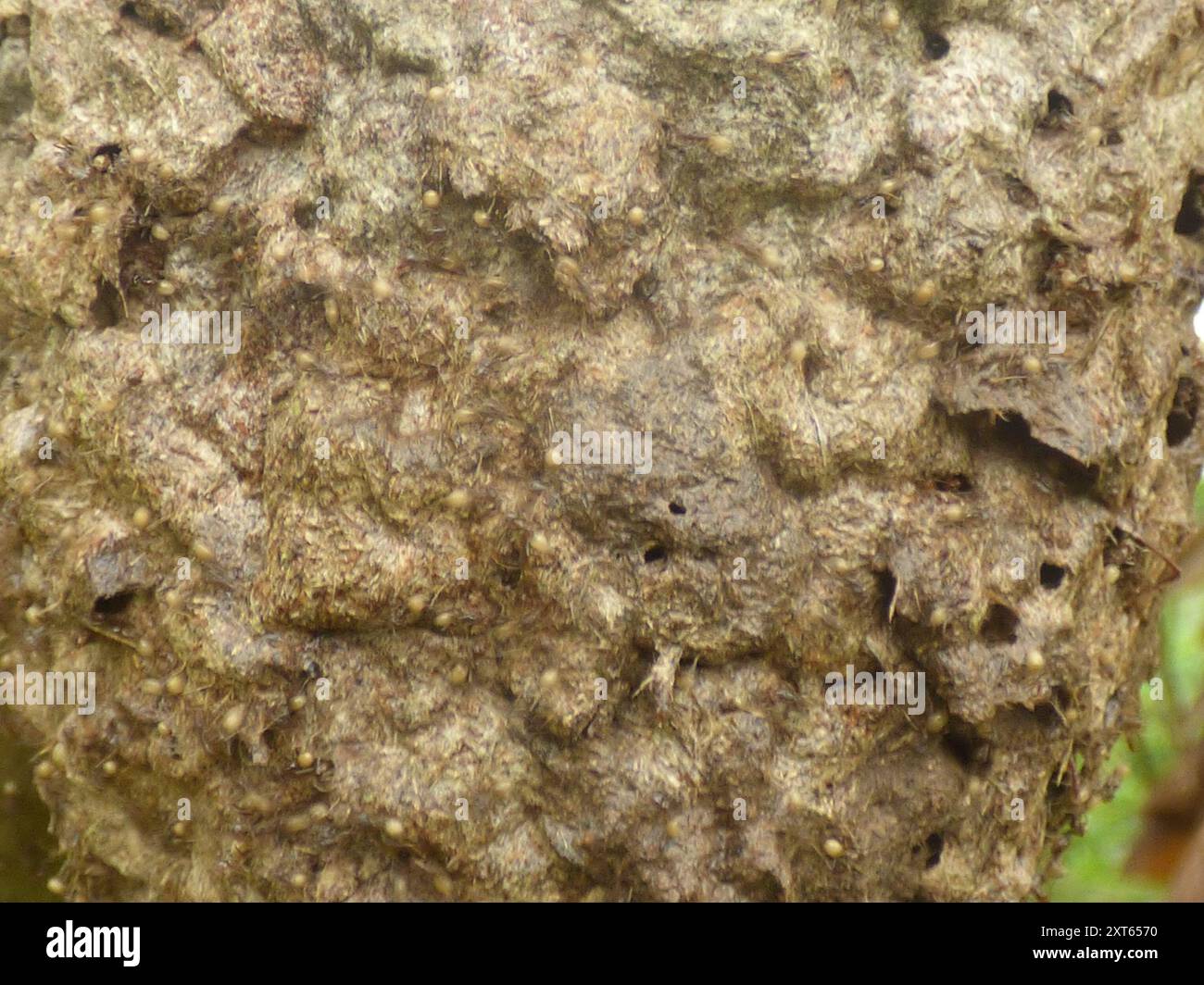 Acrobat Ants and Cocktail Ants (Crematogaster) Insecta Stock Photo - Alamy