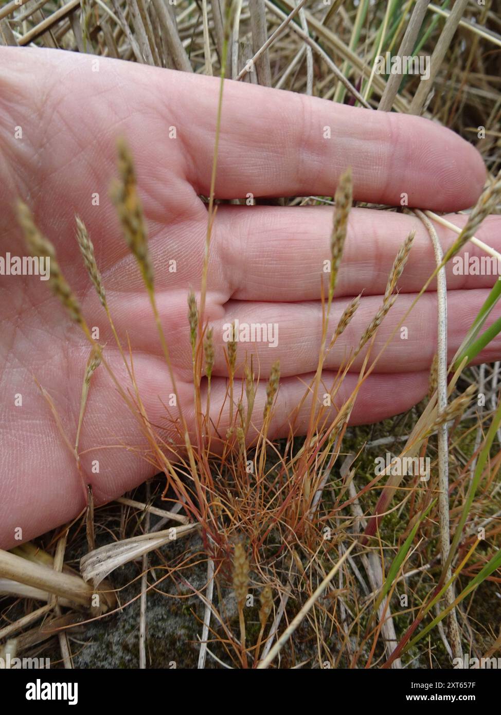 early hair grass (Aira praecox) Plantae Stock Photo - Alamy