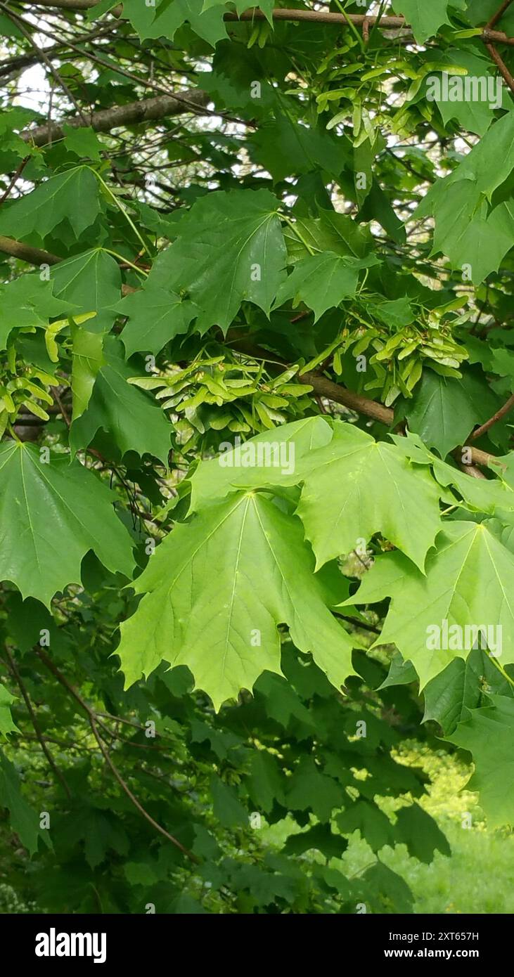 Norway maple (Acer platanoides) Plantae Stock Photo - Alamy