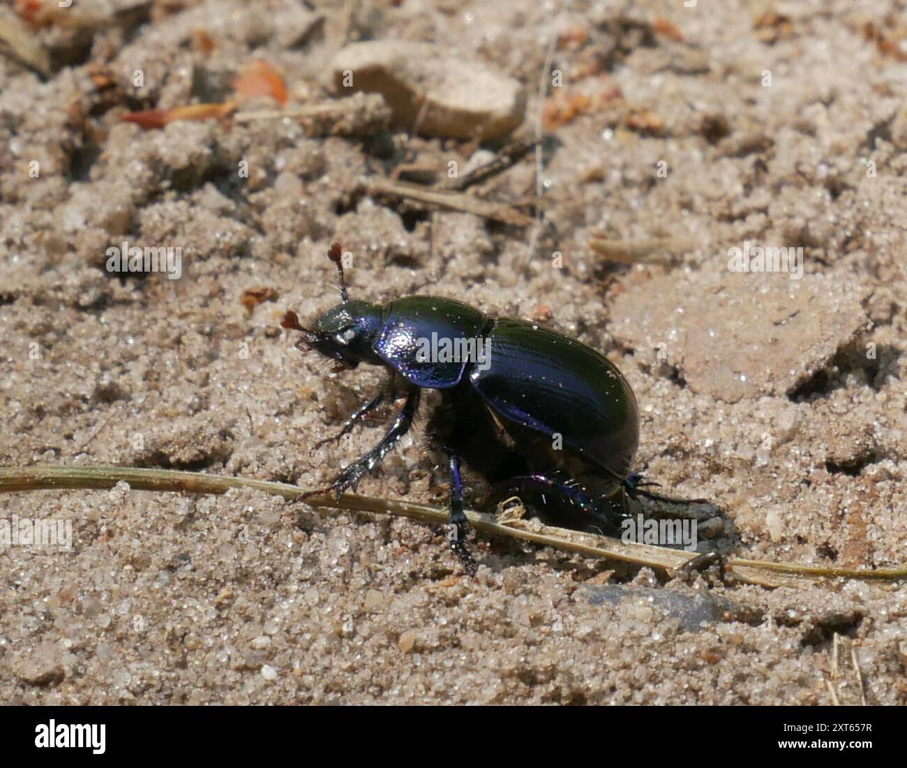 Woodland Dor Beetle (Anoplotrupes stercorosus) Insecta Stock Photo - Alamy