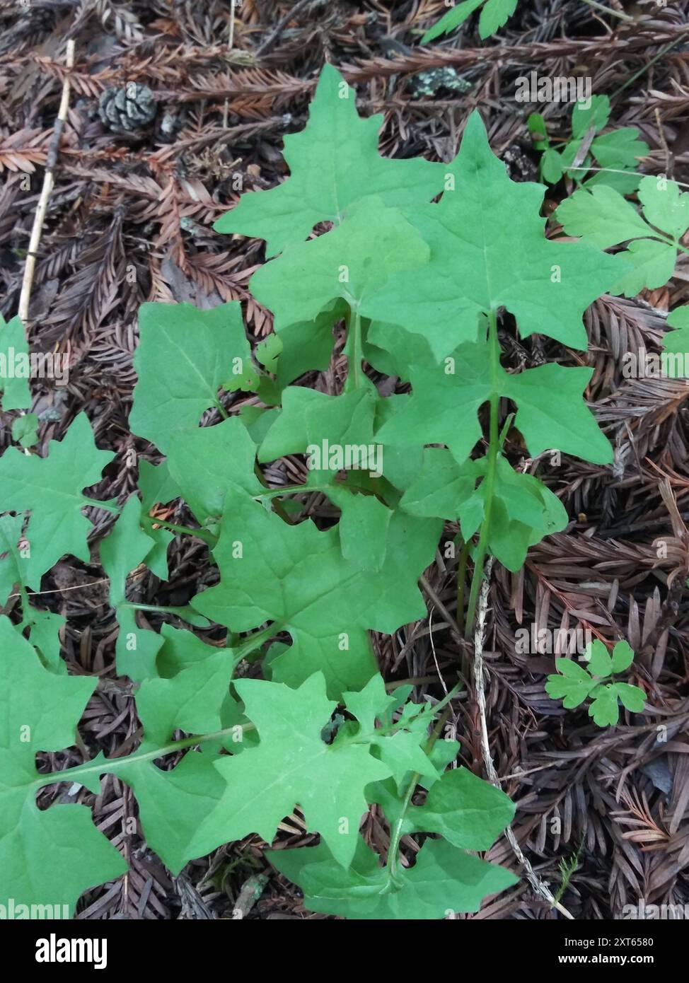 Wall Lettuce (Mycelis muralis) Plantae Stock Photo - Alamy