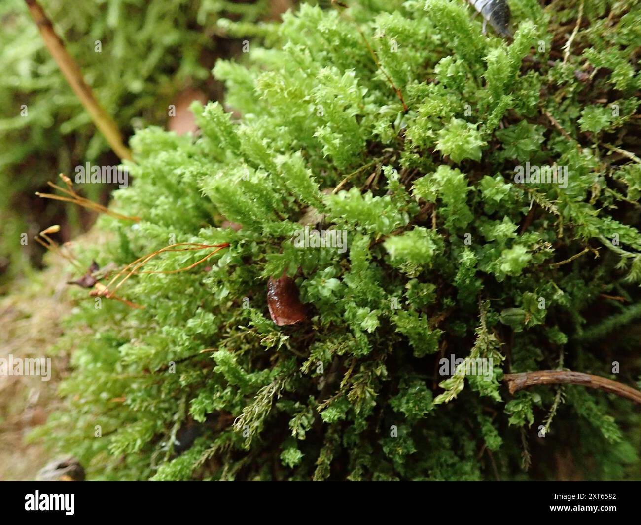 magnificent leafy moss (Plagiomnium venustum) Plantae Stock Photo - Alamy