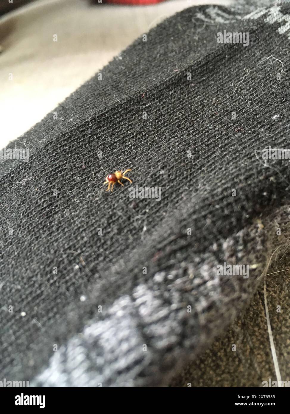 Shiny Spider Beetle (Mezium affine) Insecta Stock Photo - Alamy