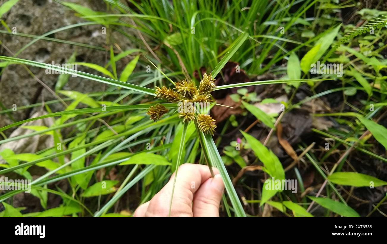 Javanese Flatsedge (Cyperus javanicus) Plantae Stock Photo - Alamy