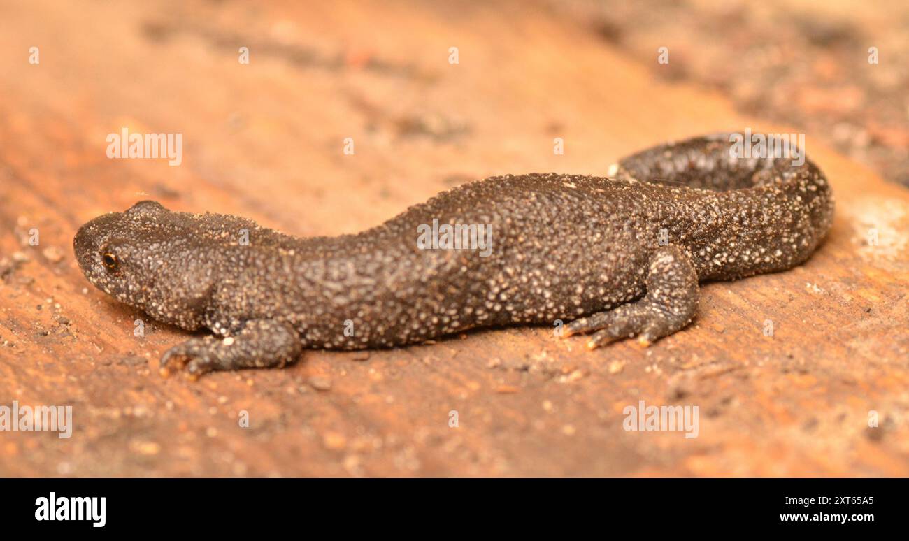 Great Crested Newt (Triturus cristatus) Amphibia Stock Photo - Alamy