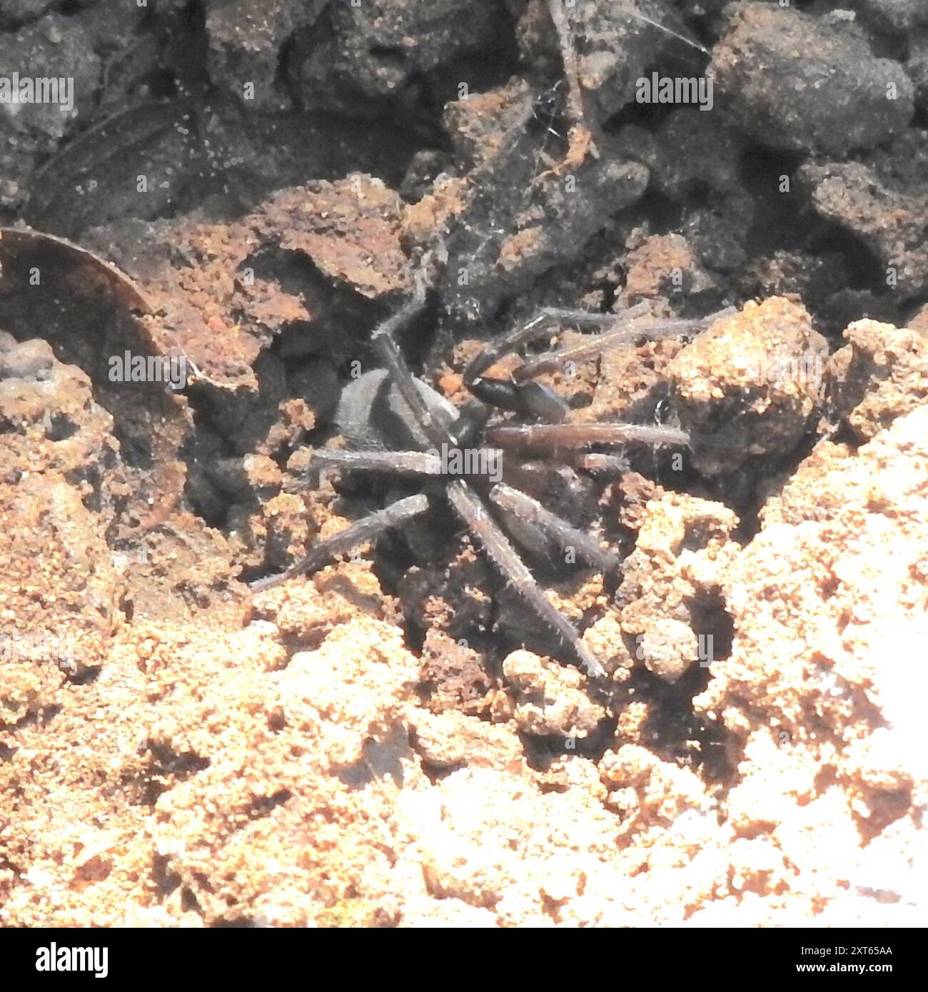 Typical Spiders (Araneomorphae) Arachnida Stock Photo - Alamy