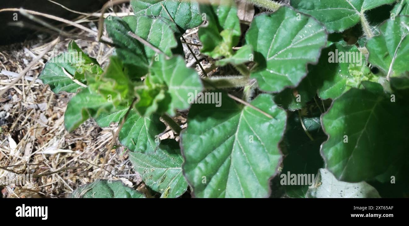 Spiderlings (Boerhavia) Plantae Stock Photo - Alamy