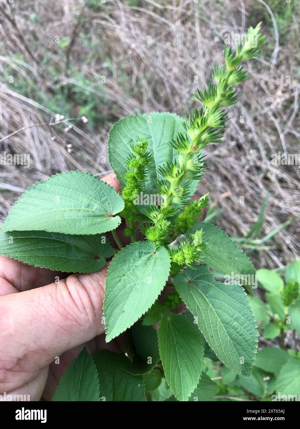 hornbeam copperleaf (Acalypha persimilis) Plantae Stock Photo - Alamy