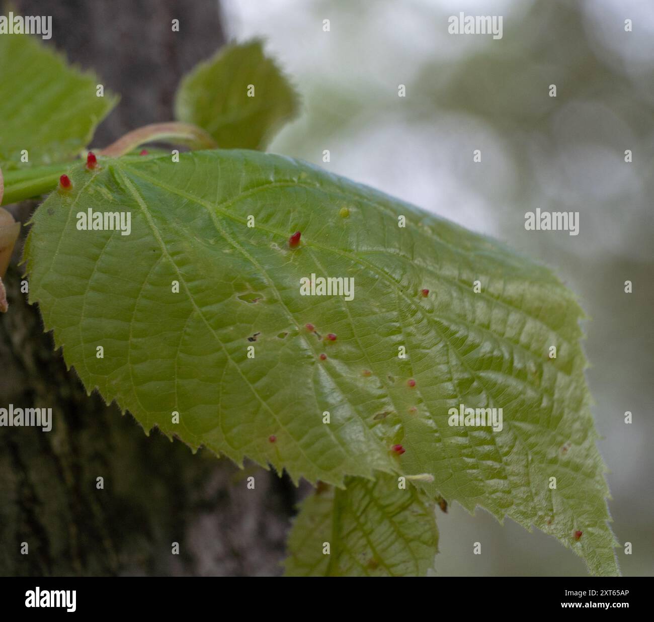 Gall and Rust Mites (Eriophyidae) Arachnida Stock Photo - Alamy