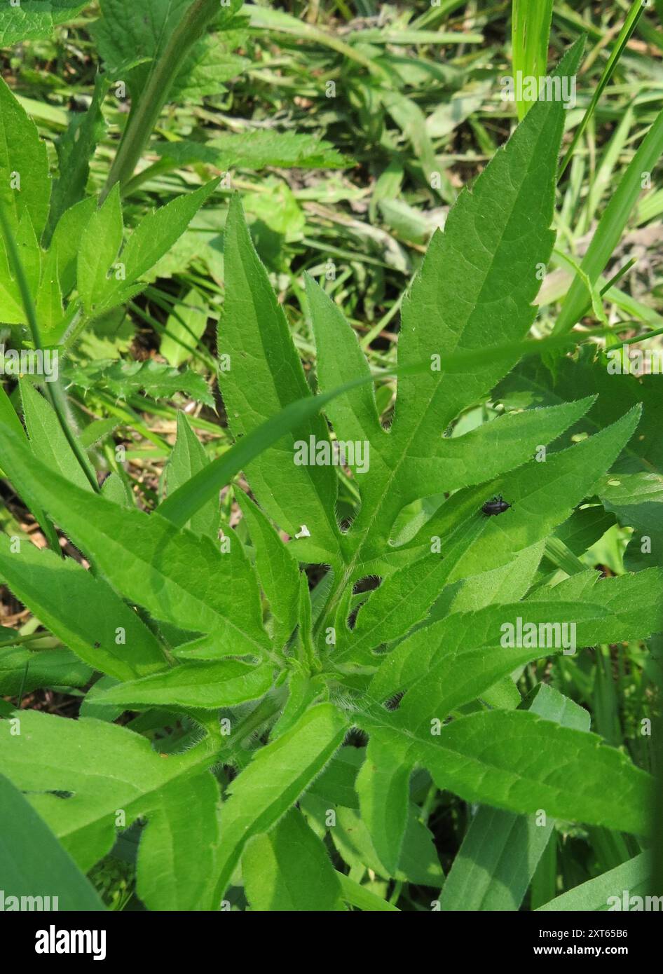 giant ragweed (Ambrosia trifida) Plantae Stock Photo - Alamy