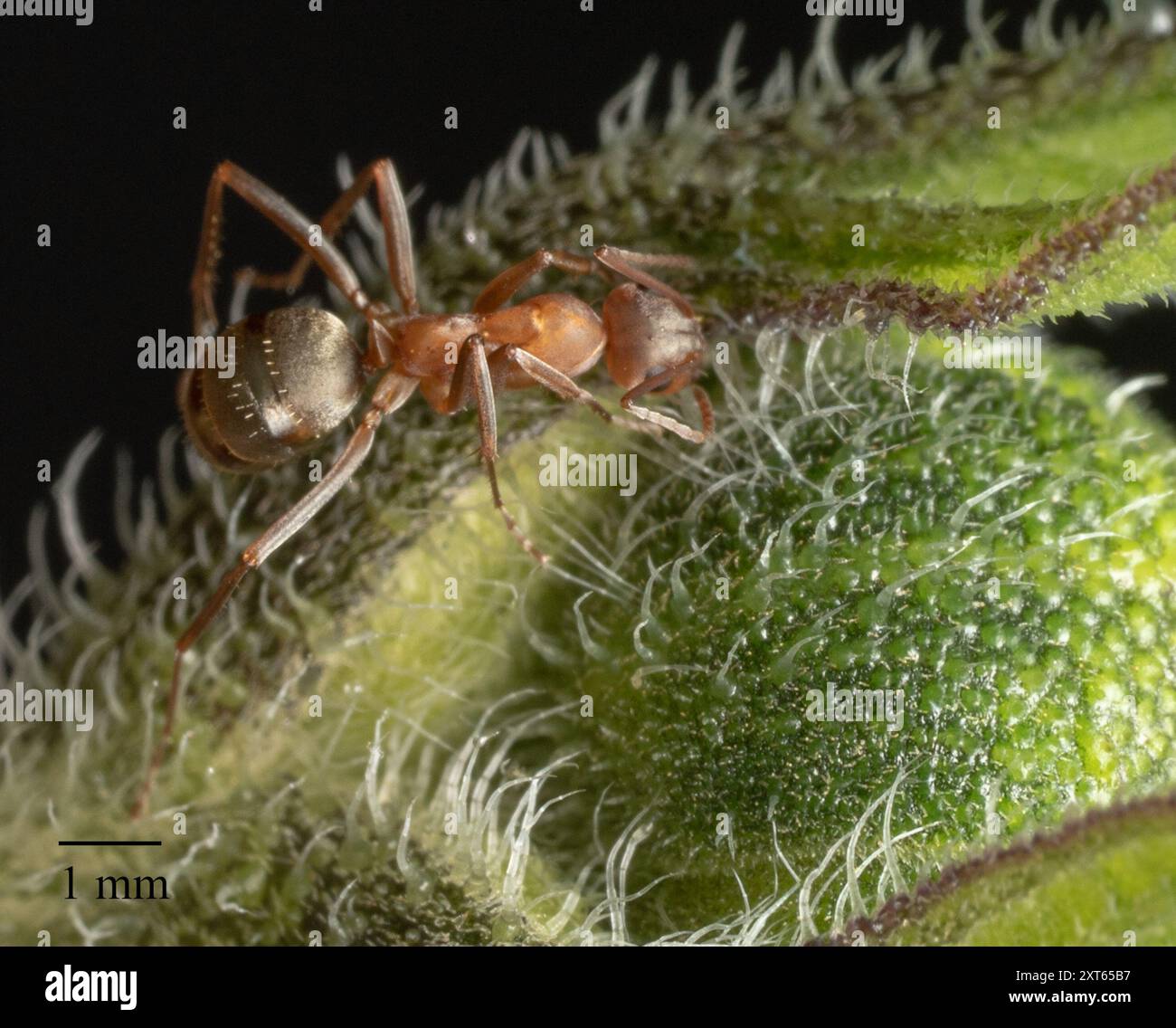 Wood, Mound, and Field Ants (Formica) Insecta Stock Photo - Alamy