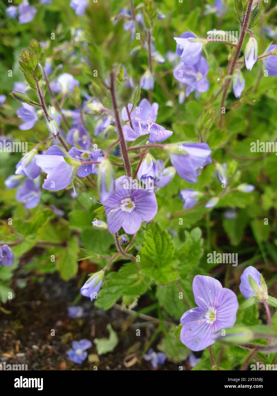 Germander Speedwell (Veronica chamaedrys) Plantae Stock Photo - Alamy