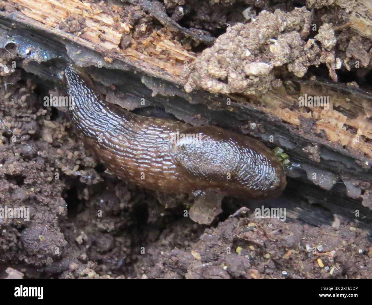 Threeband Slugs (Ambigolimax) Mollusca Stock Photo - Alamy