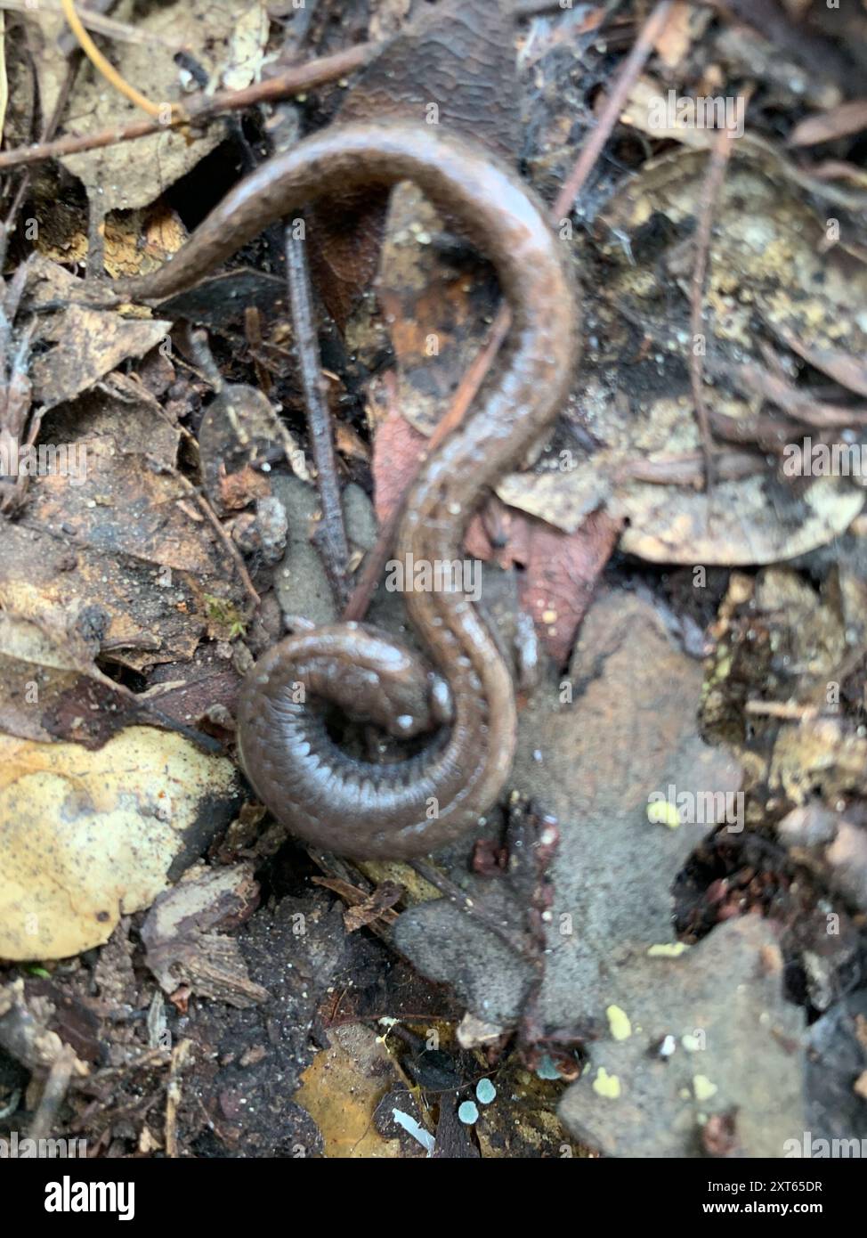 California Slender Salamander (Batrachoseps attenuatus) Amphibia Stock ...