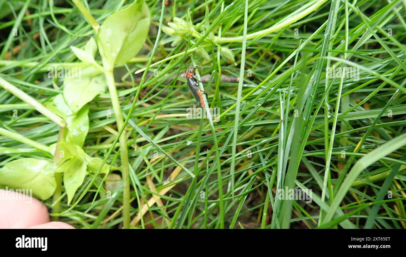 Rustic sailor beetle hi-res stock photography and images - Alamy