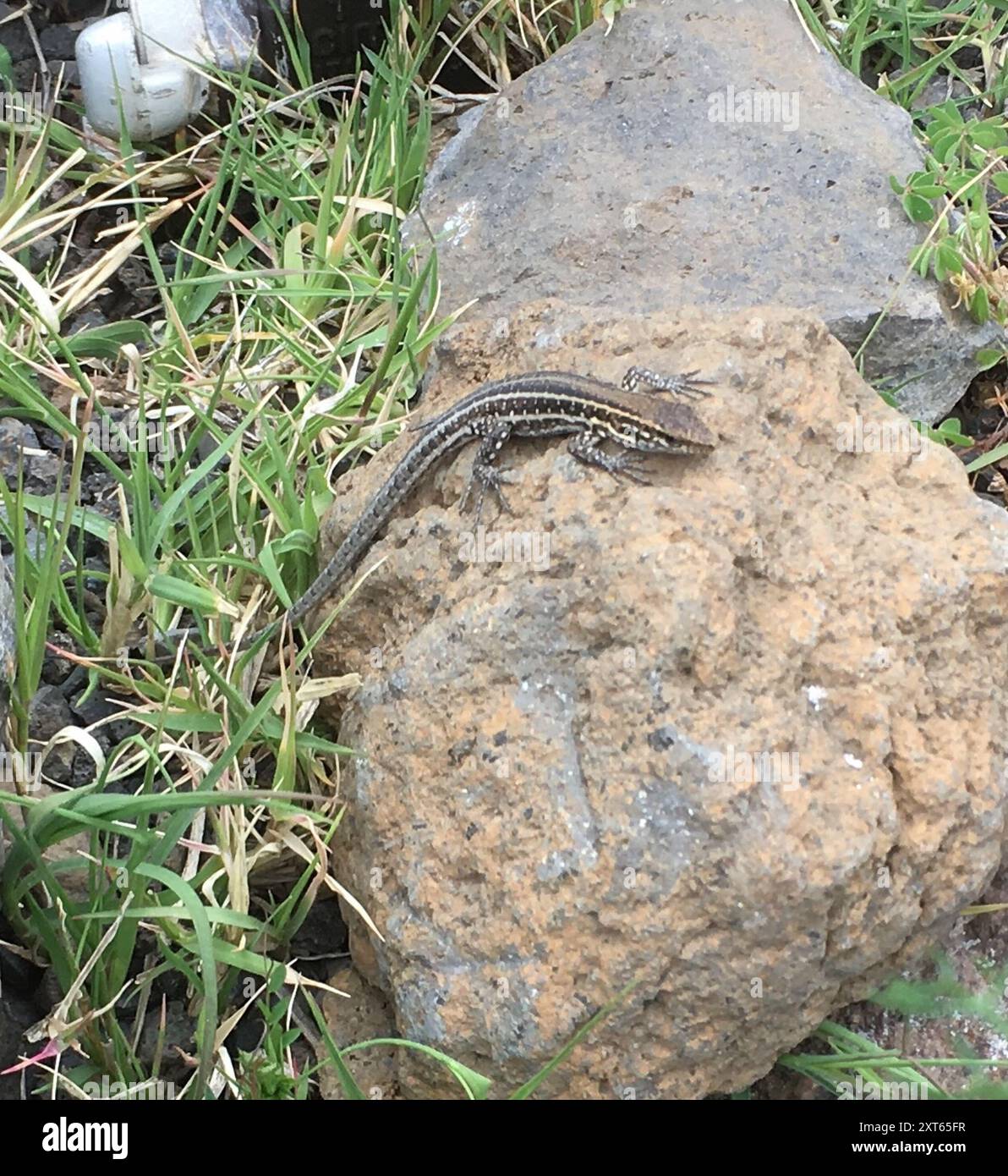(Gallotia galloti palmae) Reptilia Stock Photo - Alamy