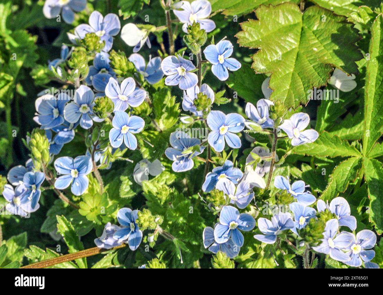 Germander Speedwell (Veronica chamaedrys) Plantae Stock Photo - Alamy