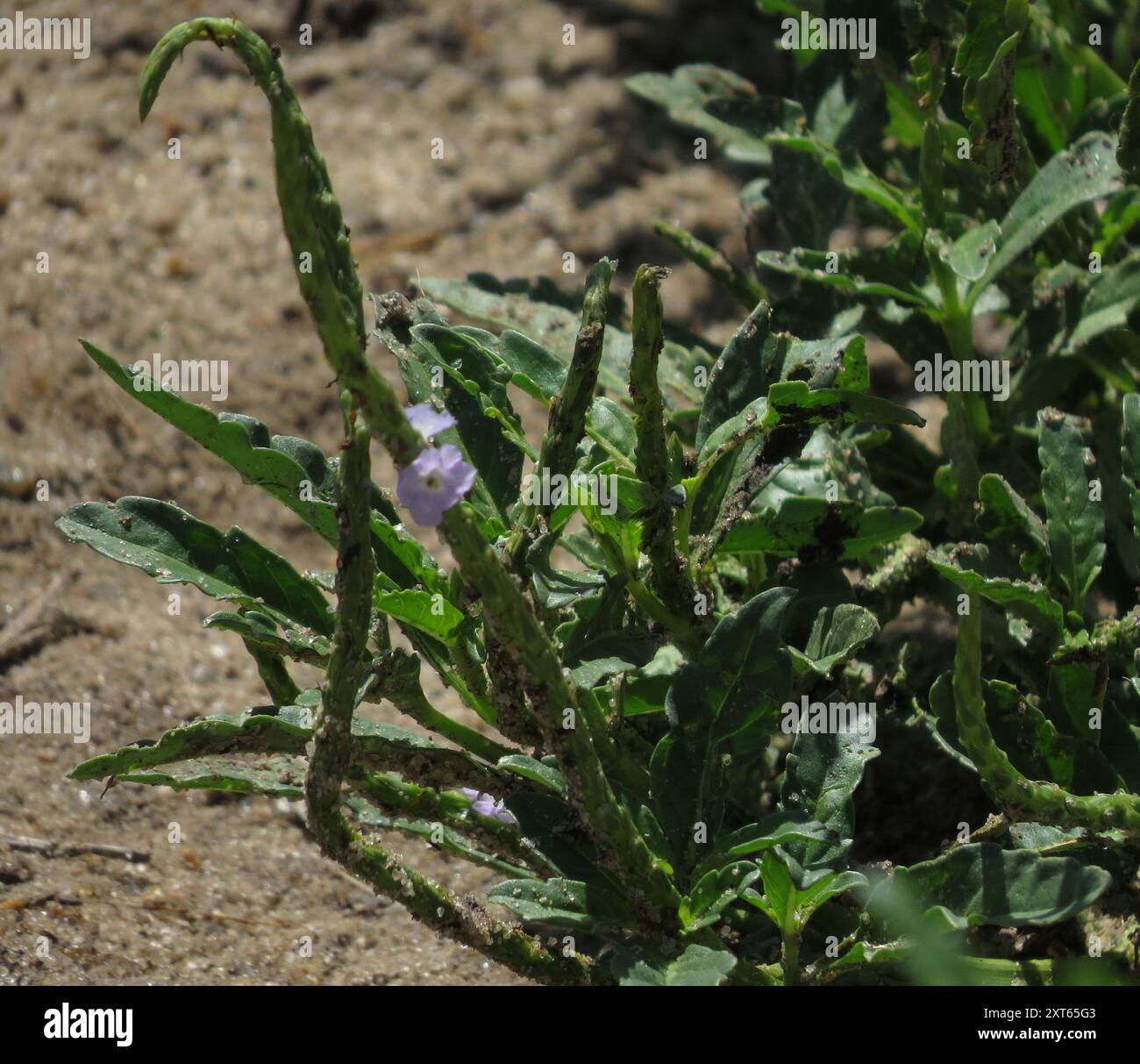Common String-of-Stars (Heliotropium steudneri) Plantae Stock Photo - Alamy