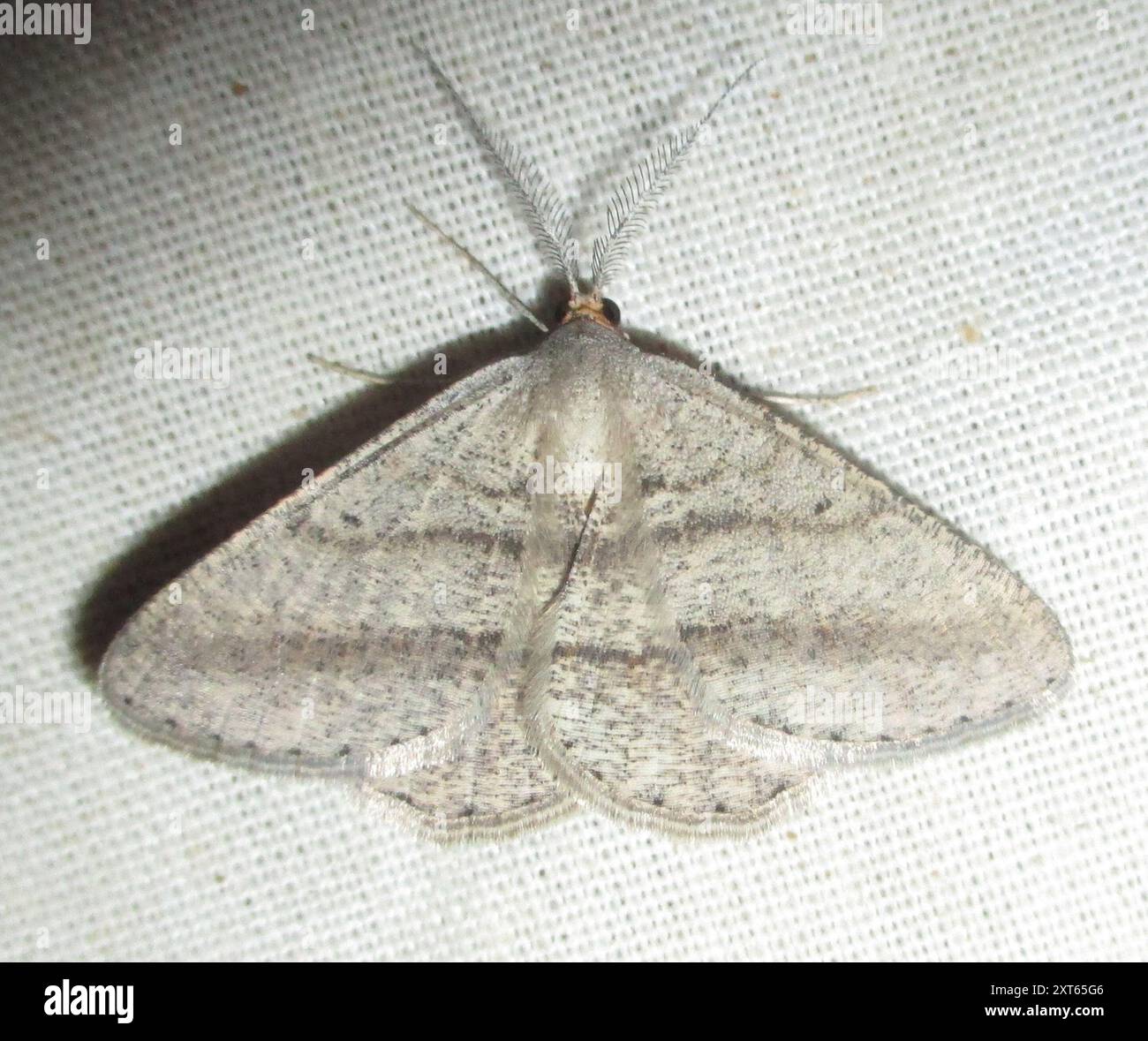 Geometer Moths (Geometridae) Insecta Stock Photo - Alamy