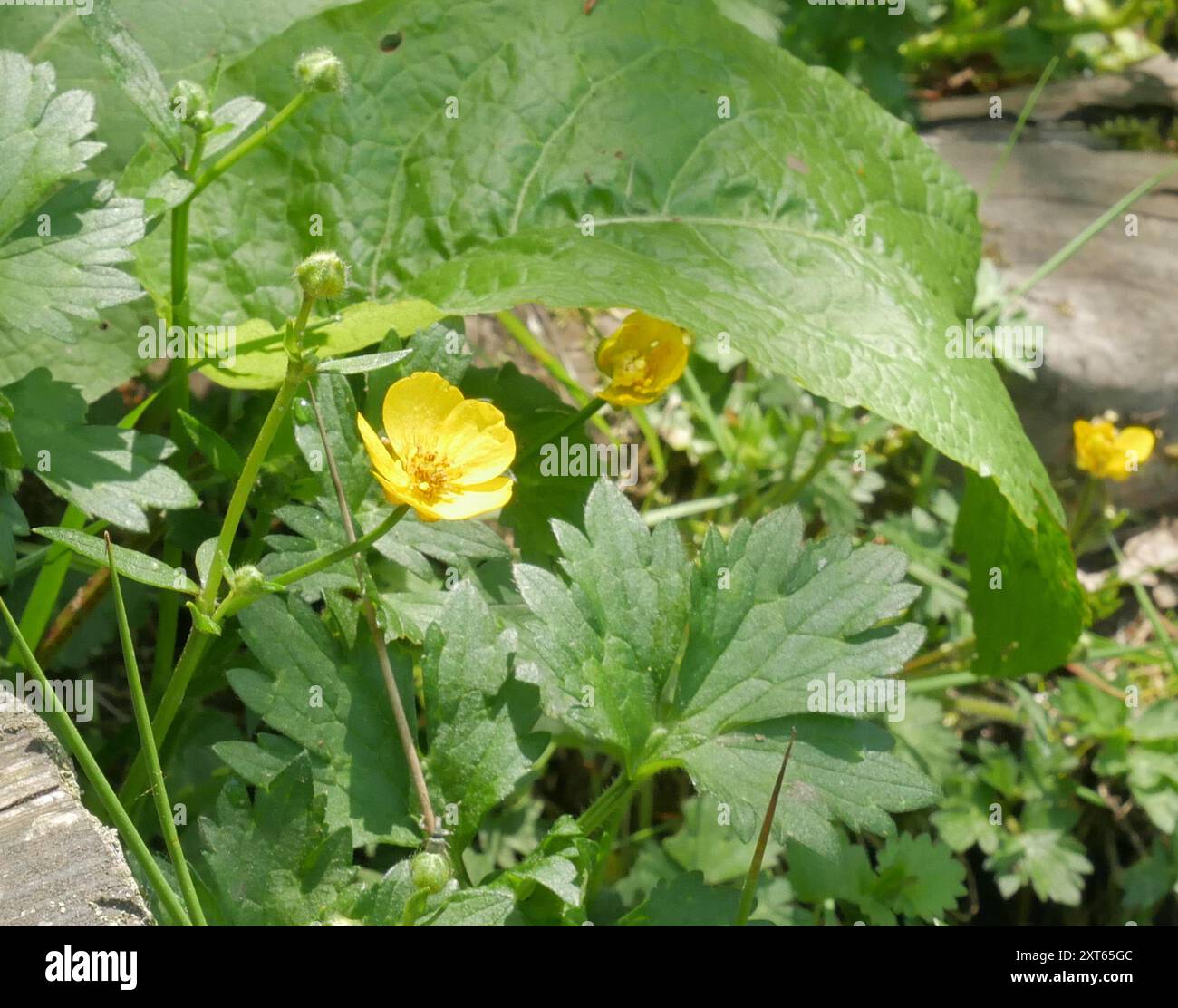 Creeping buttercup (Ranunculus repens) Plantae Stock Photo - Alamy