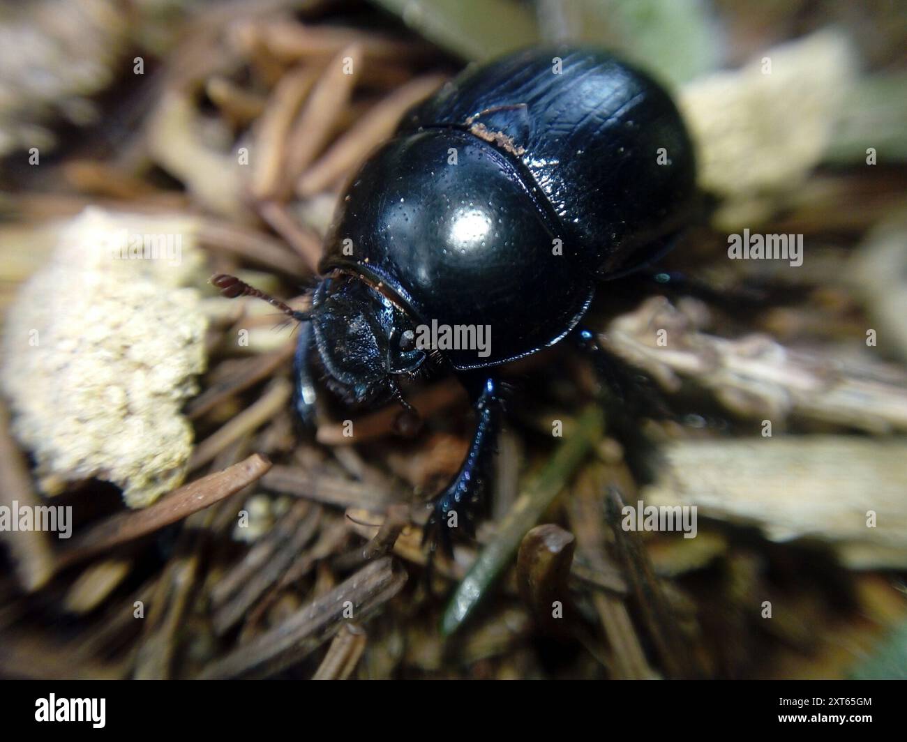 Woodland Dor Beetle (Anoplotrupes stercorosus) Insecta Stock Photo - Alamy